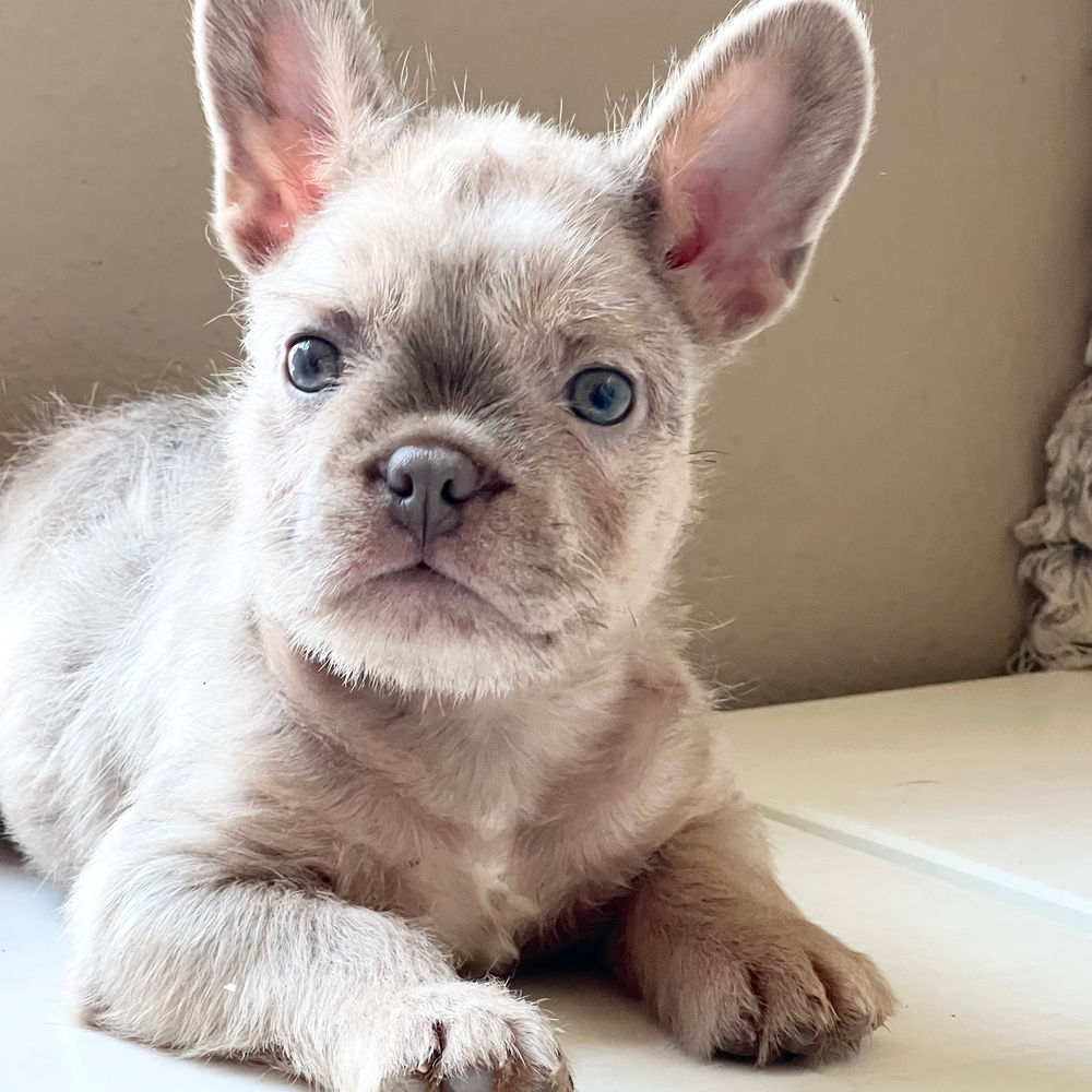 Fluffy French Bulldog Puppies | FrenchBulldog.com