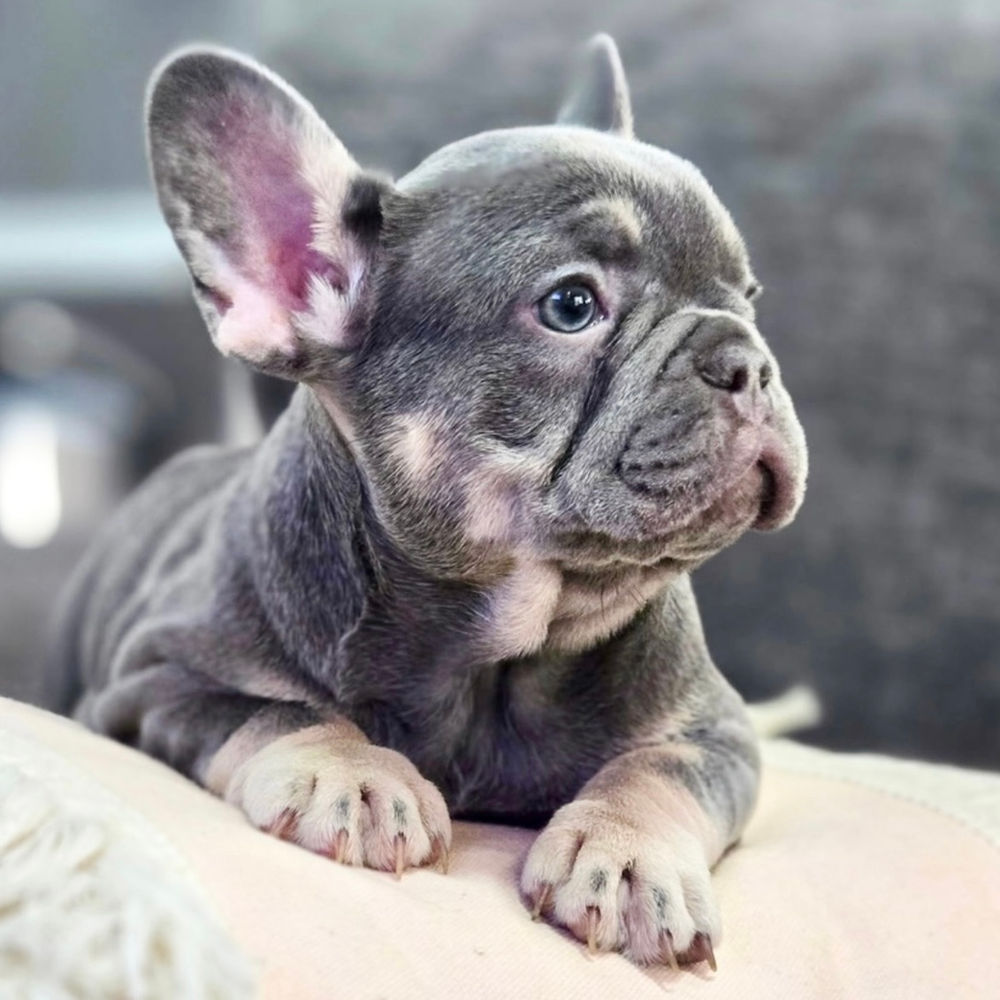 Blue Frenchie Puppies for sale in Houston | FrenchBulldog.com