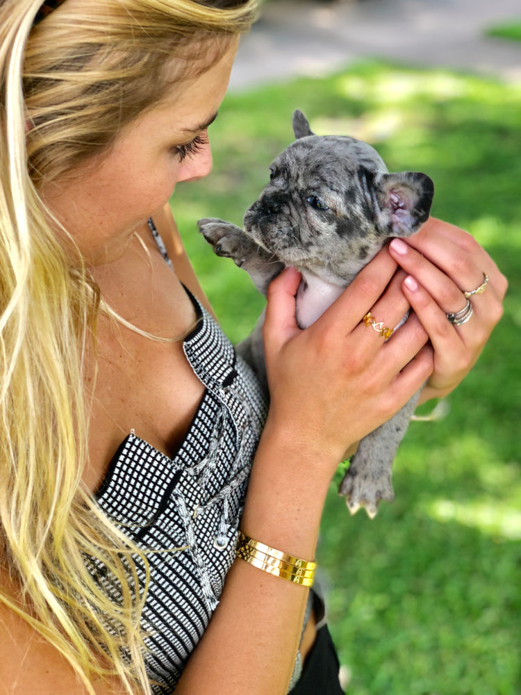 Blue Merle Frenchie Puppies in Los Angeles California | FrenchBulldog.com