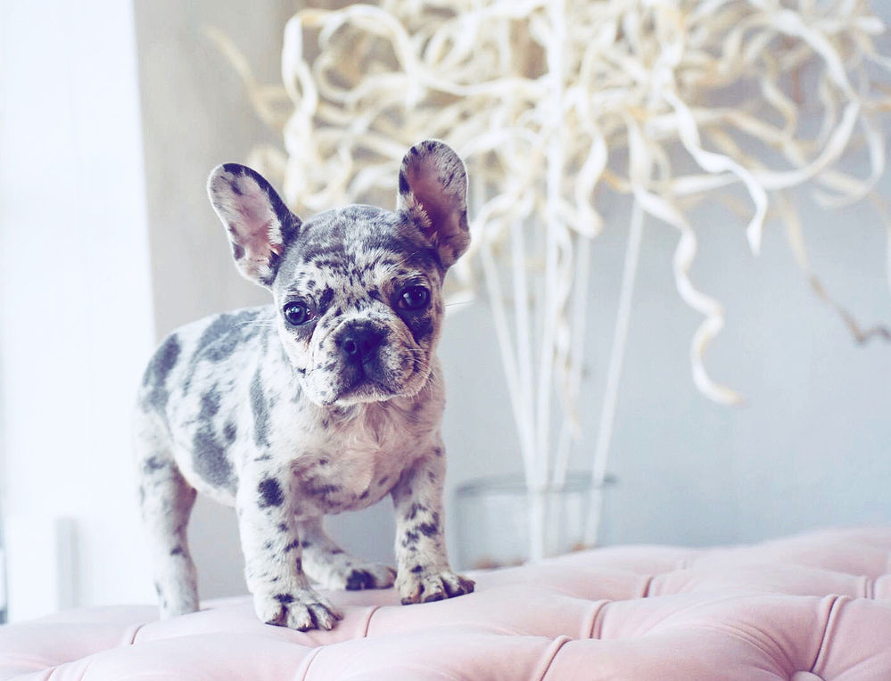 Merle French Bulldog Puppies in Baton Rouge | FrenchBulldog.com