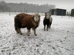 Geiten winkel Evergem | Schapen Oost Vlaanderen | Geert Verhoeven