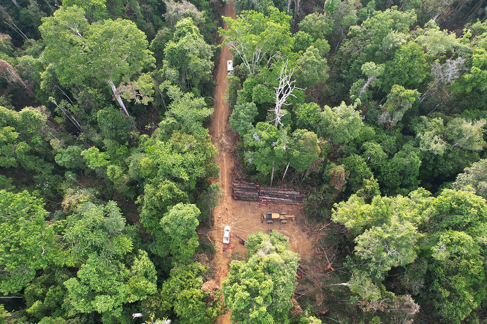 Manejo Florestal Sustentável: Princípios e Práticas
