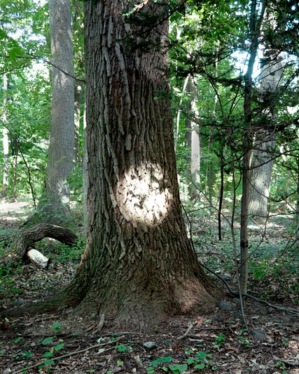 Patch of Woods | Rkkentworks