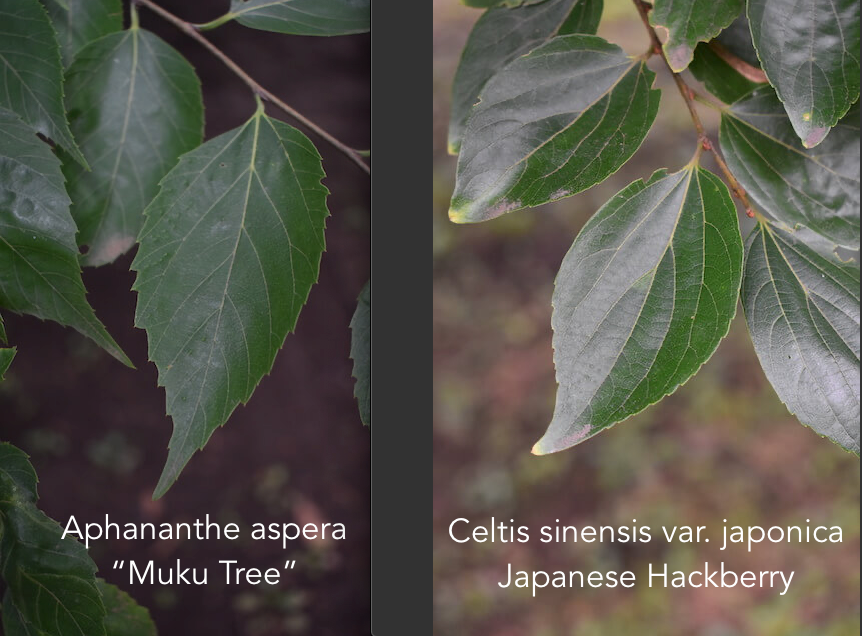 Aphananthe aspera: Muku Tree