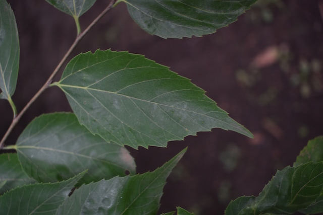 Aphananthe aspera: Muku Tree