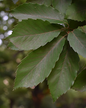 Tokyo Tree Species List | Tokyo Naturalist