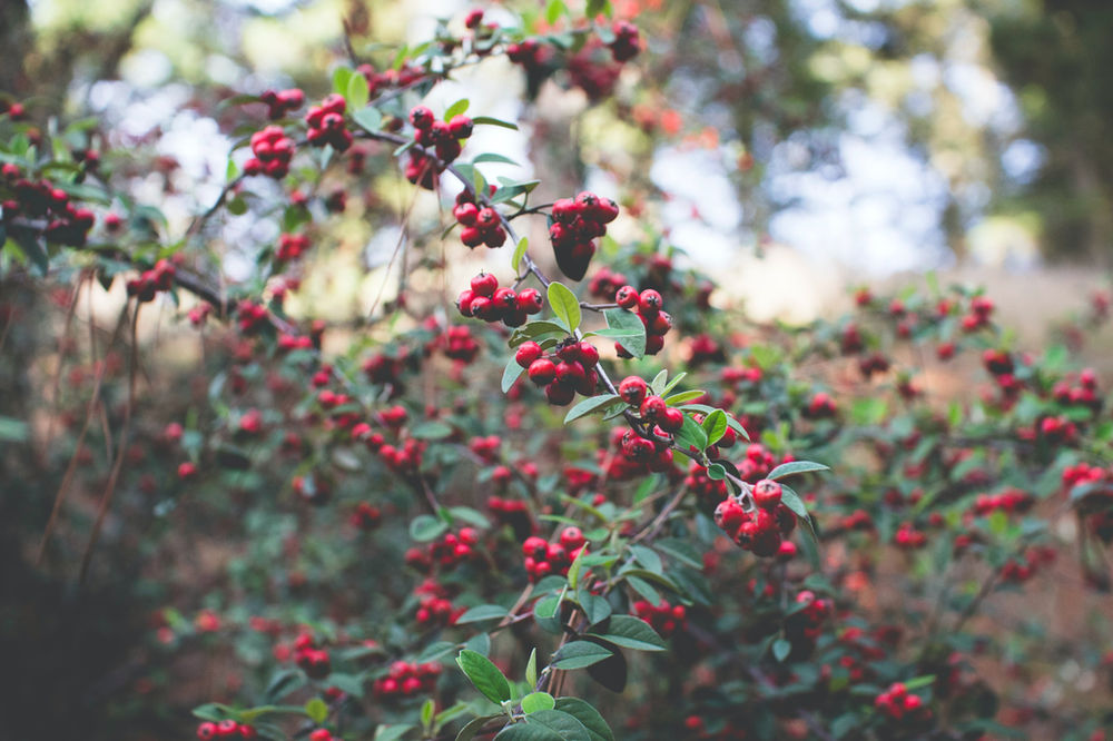 The Surprising Immune-Boosting Benefits of Huckleberries - Rebel Food ...