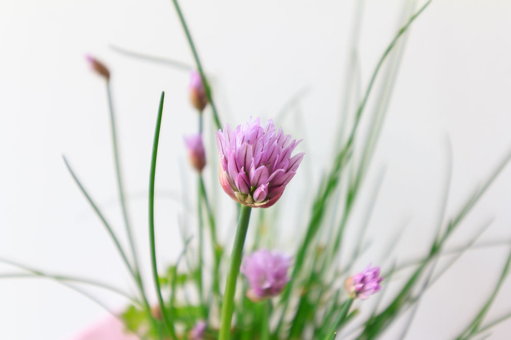 How to Grow Chives - Rebel Food Company