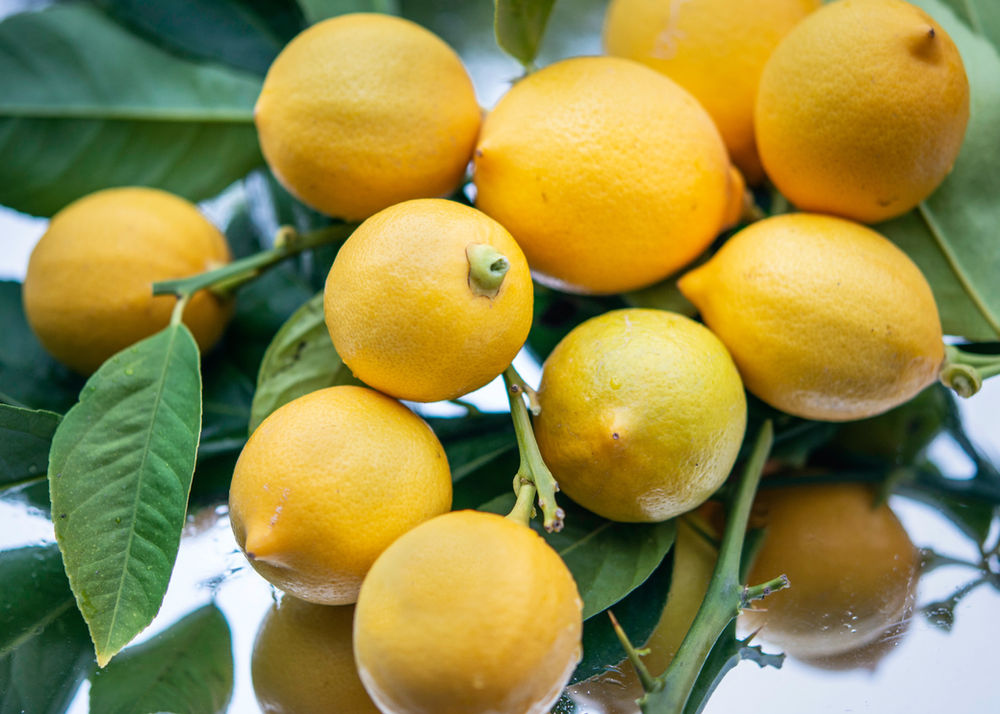16 Types of Lemons and How to Grow Them Part 1: Eureka to Lisbon!