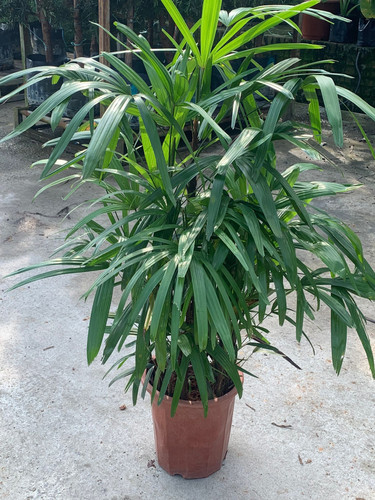 60-90 cm Raphis Palm, Rahpis Excelsa with landscape pot | My Site