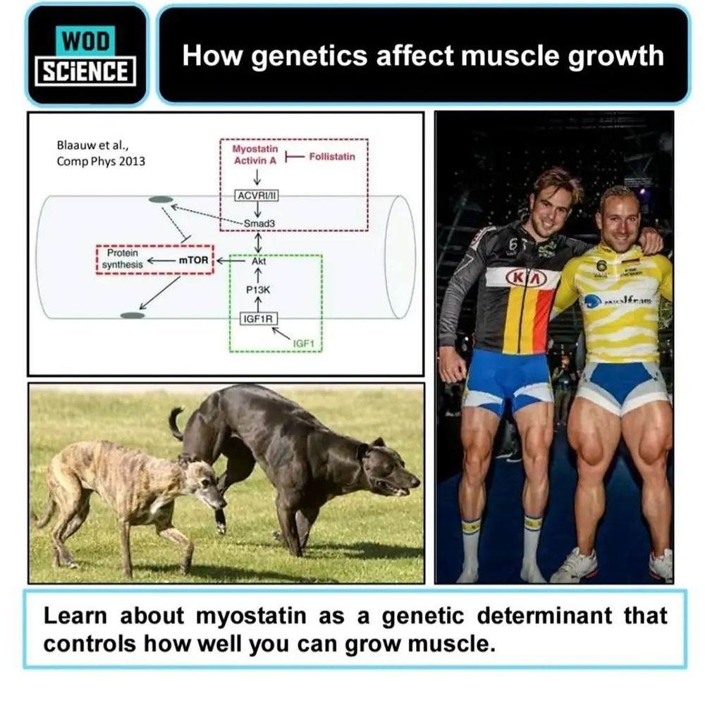 How genetics affect muscle growth