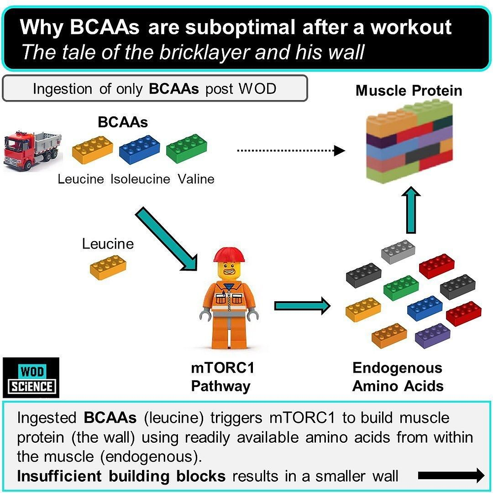Why BCAAs are suboptimal after a workout