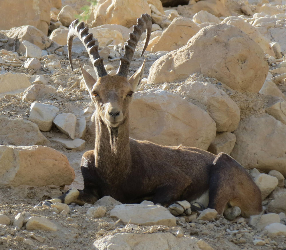 THE NUBIAN IBEX: