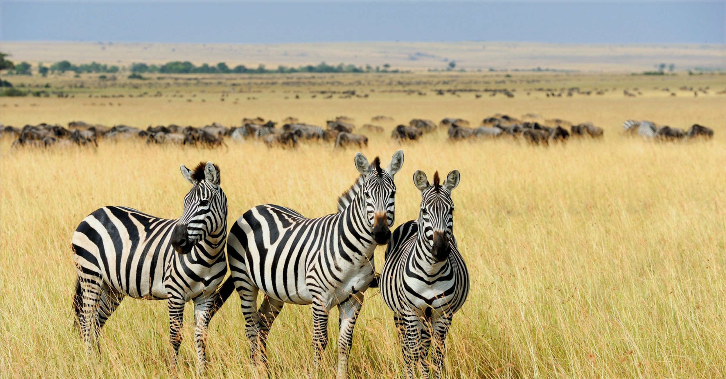 African Luxury Safari | Dancing Zebra Safari Co | United States