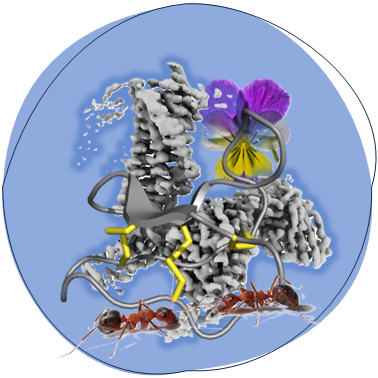 The Gruber Lab | drug discovery & peptidomics