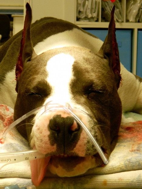 Angelcare | EAR CROPPING