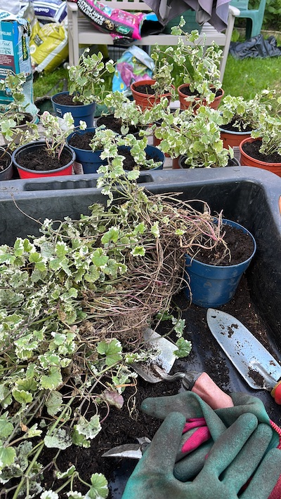 Waste Not, Want Not - Plants