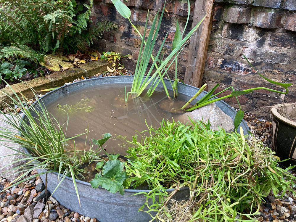 Building a container wildlife pond