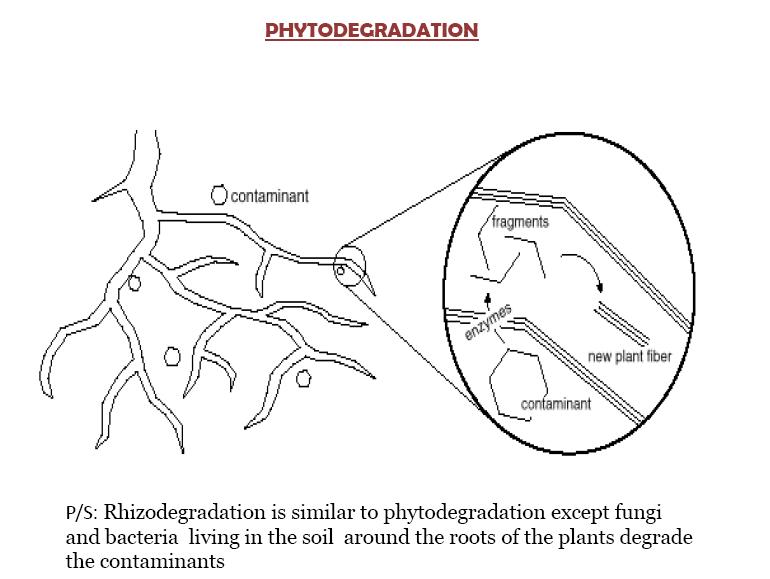 Phytoremediation | bioremediation