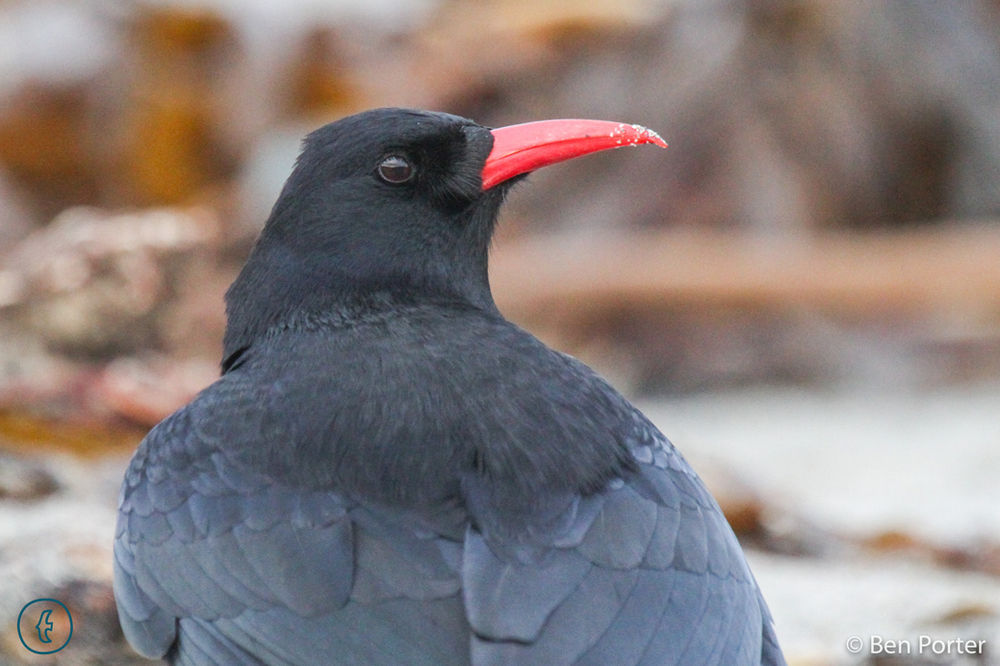 Red-billed Chough - Pyrrhocorax pyrrhocorax