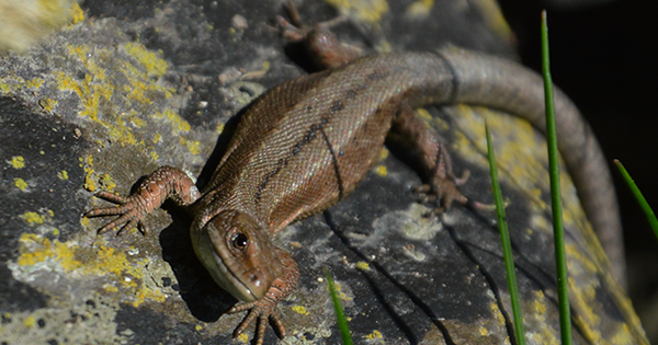 Irish Lizards In Ireland