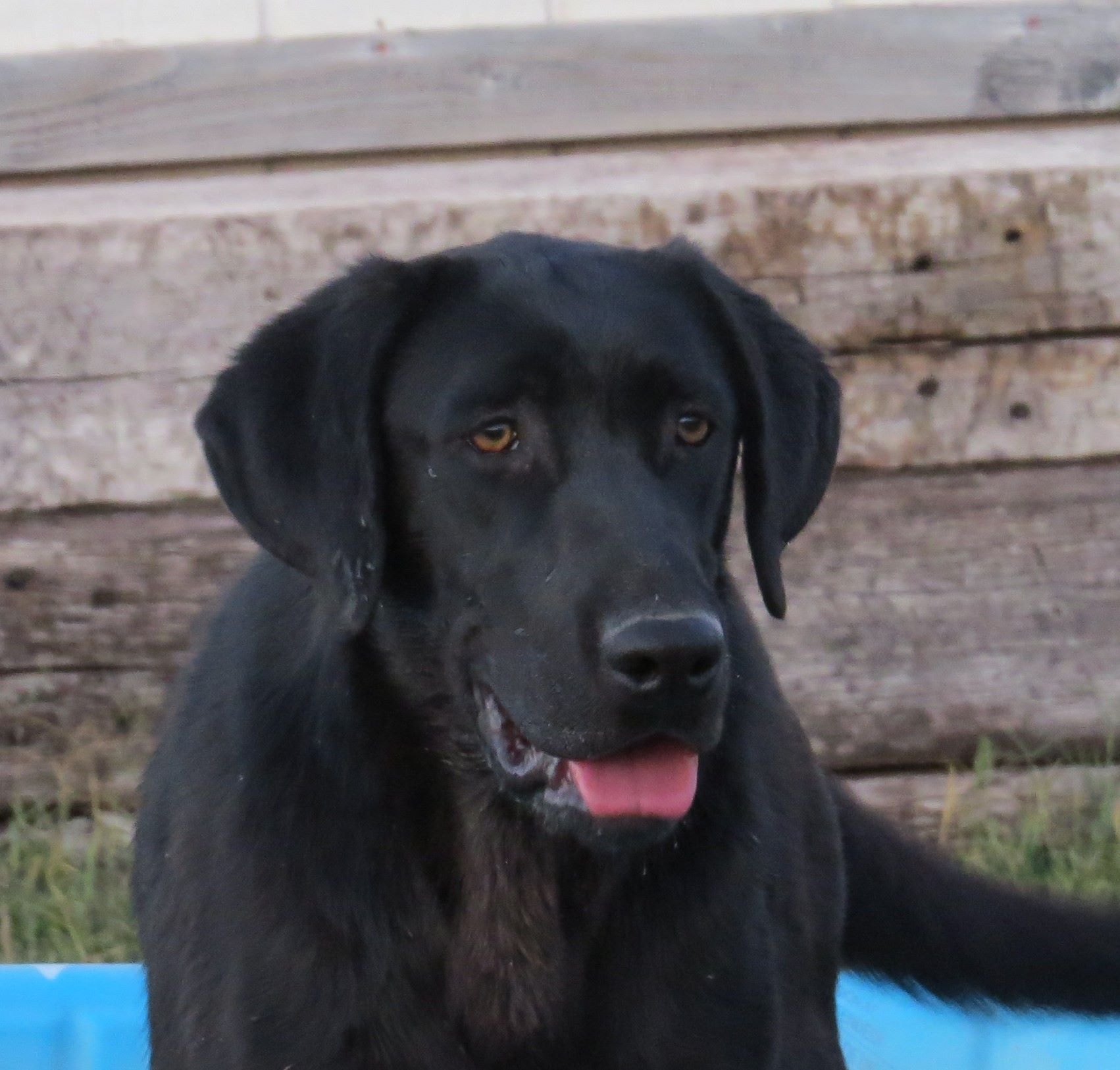 Labrador Puppies|Tucson|Arizona|Desert Winds Labrador Ranch
