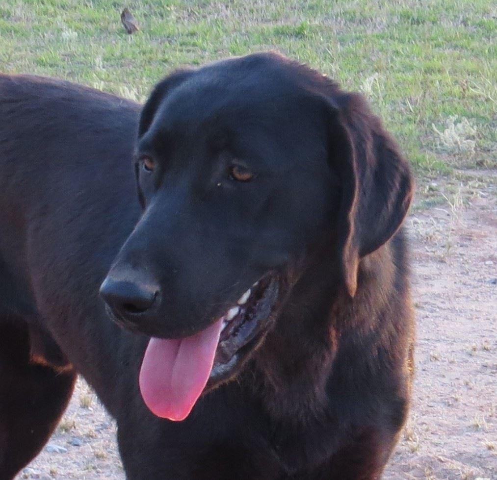 Labrador Puppies|Tucson|Arizona|Desert Winds Labrador Ranch