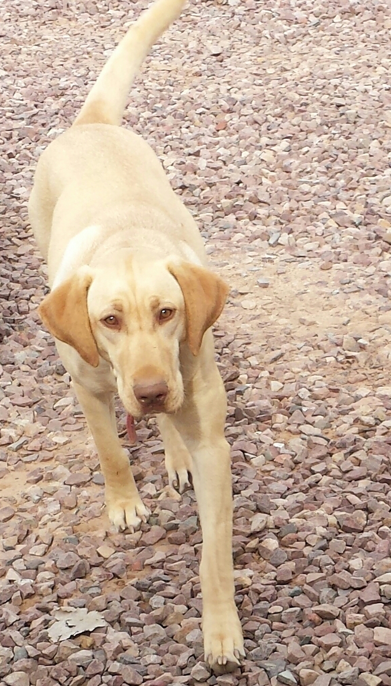 Labrador Puppies|Tucson|Arizona|Desert Winds Labrador Ranch