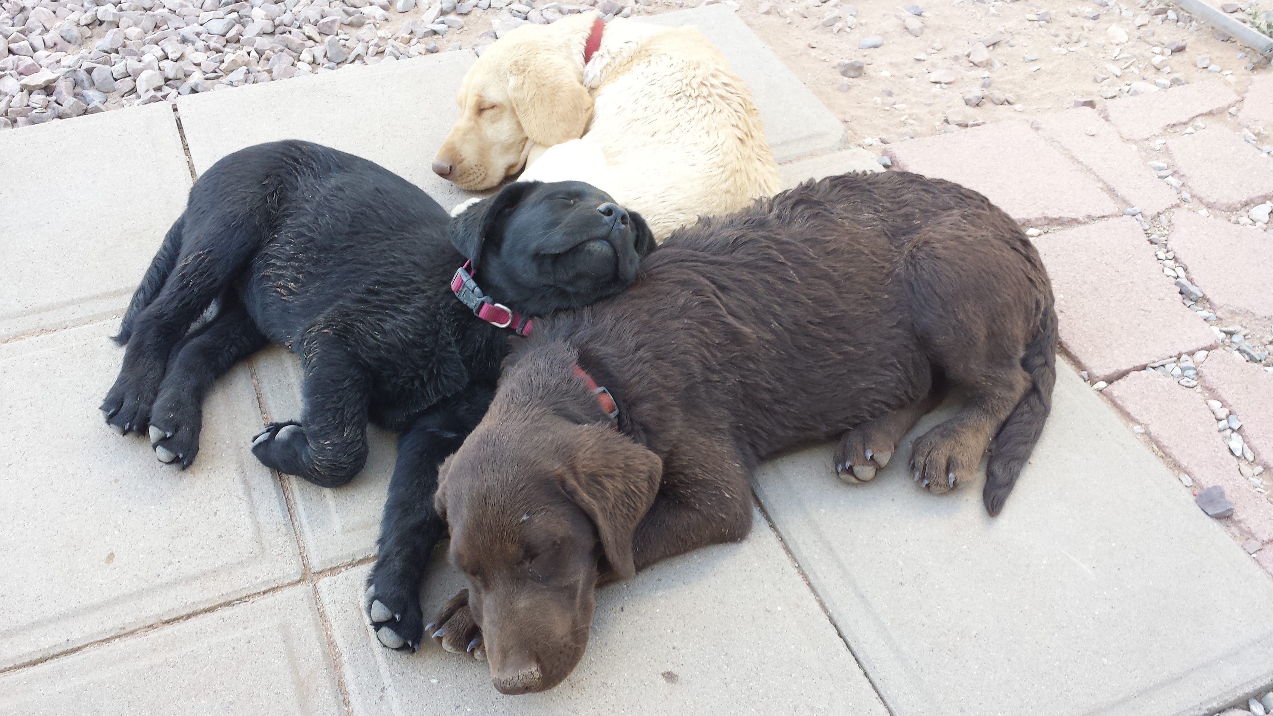 Labrador Puppies|Tucson|Arizona|Desert Winds Labrador Ranch