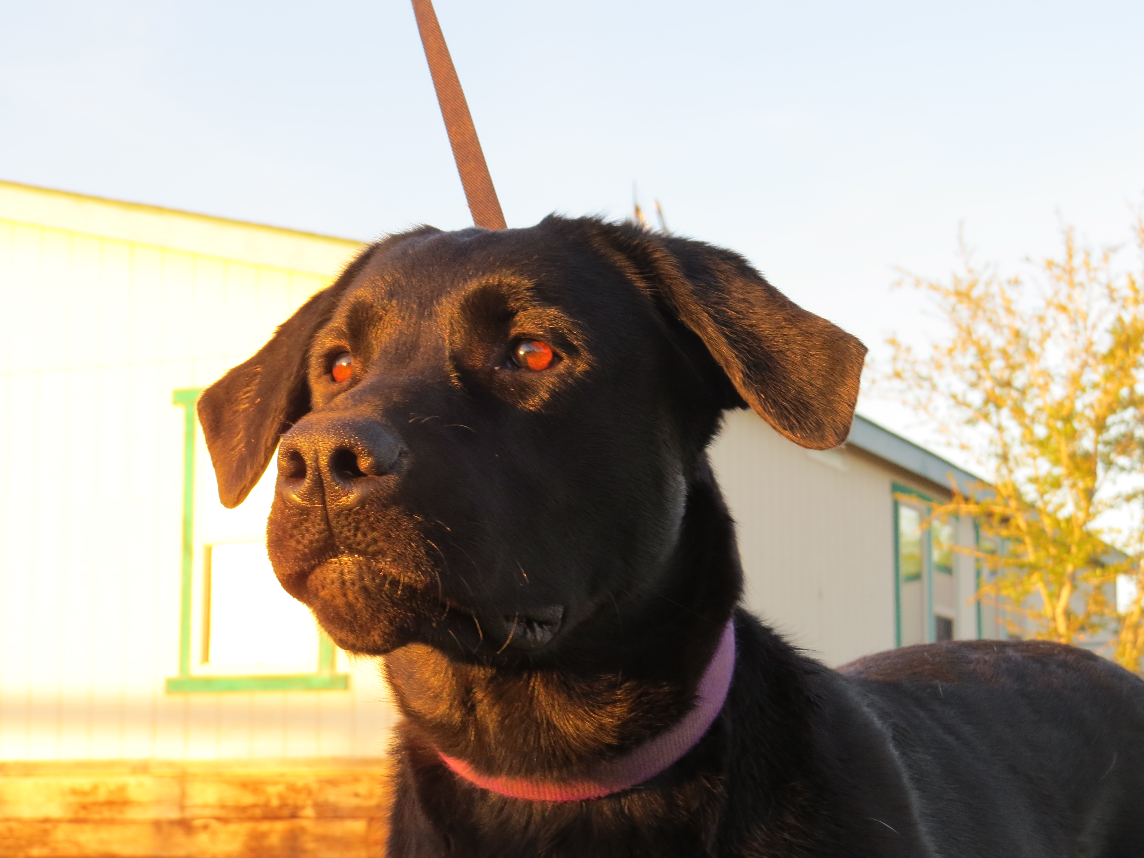 Labrador Puppies|Tucson|Arizona|Desert Winds Labrador Ranch