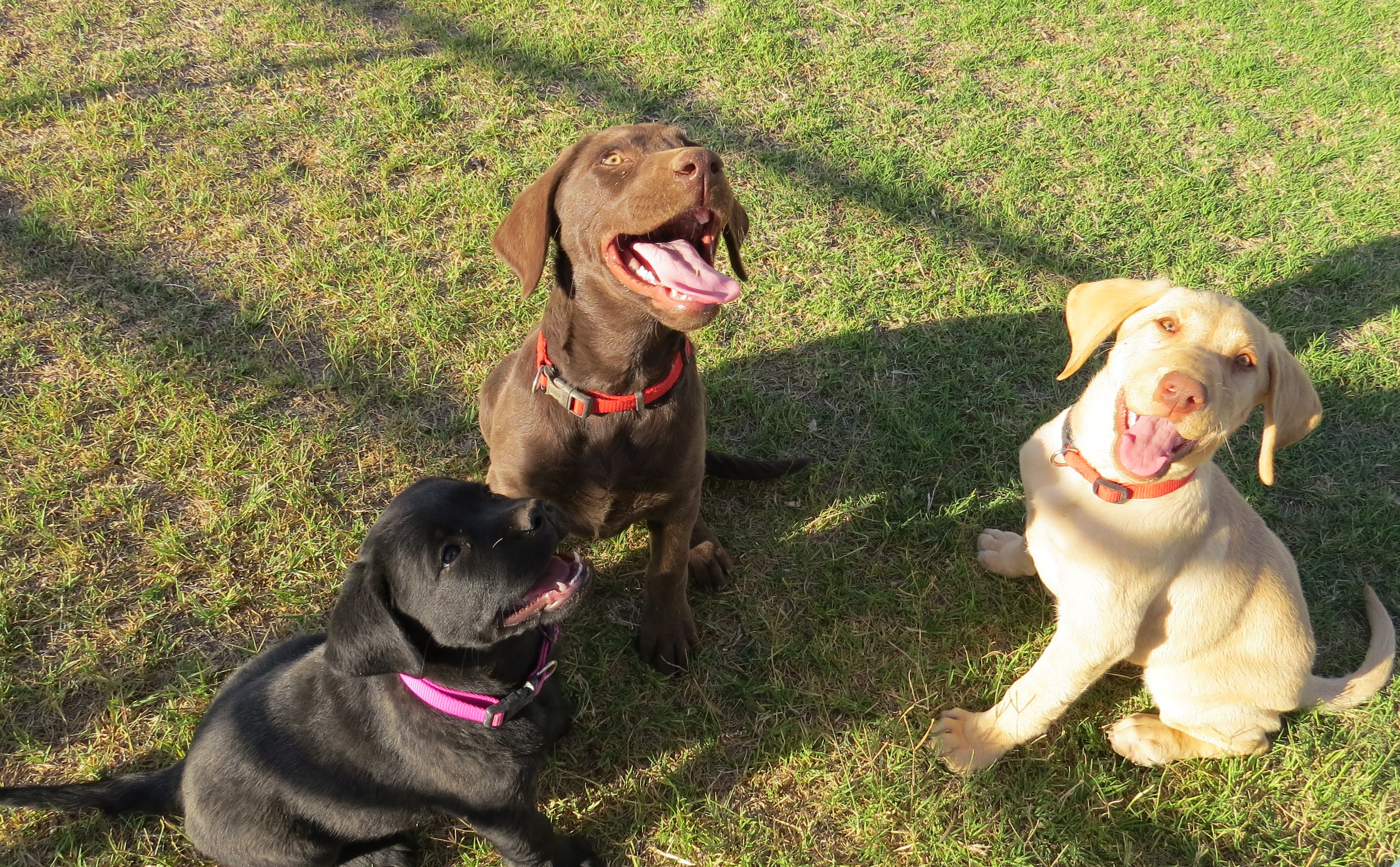 Labrador Puppies|Tucson|Arizona|Desert Winds Labrador Ranch