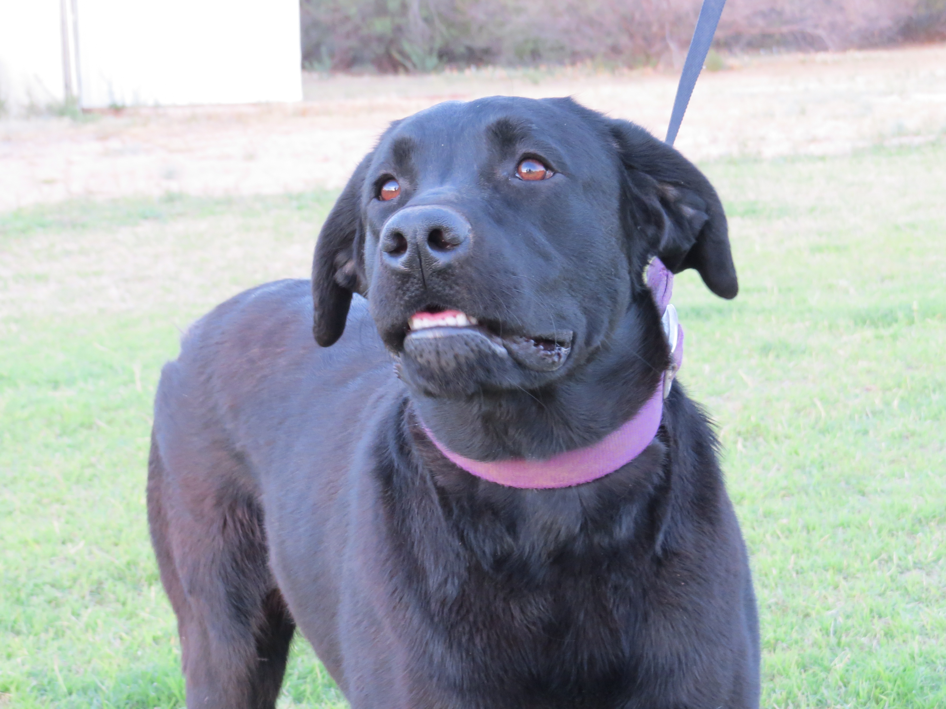 Labrador Puppies|Tucson|Arizona|Desert Winds Labrador Ranch