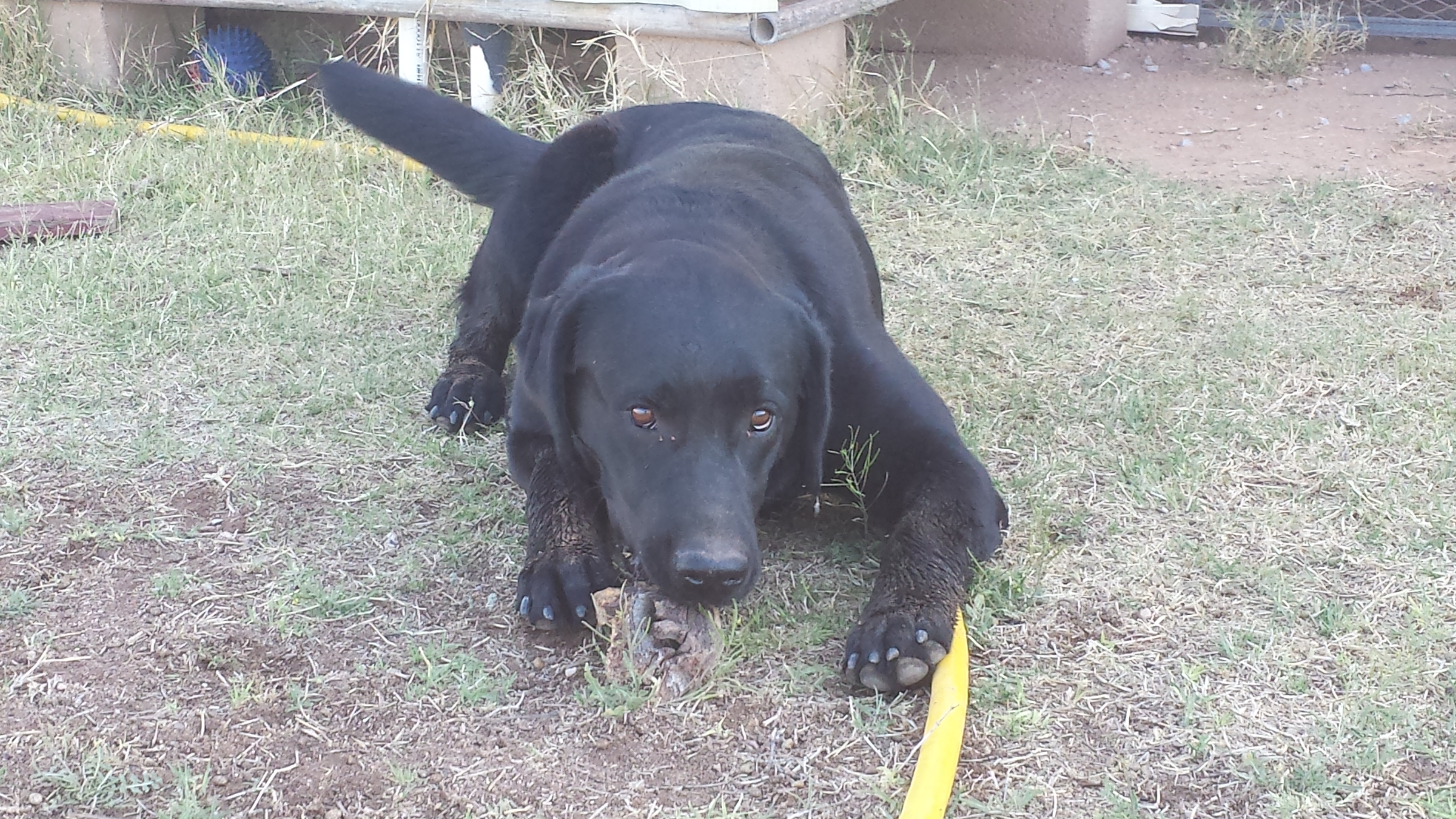 Labrador Puppies|Tucson|Arizona|Desert Winds Labrador Ranch