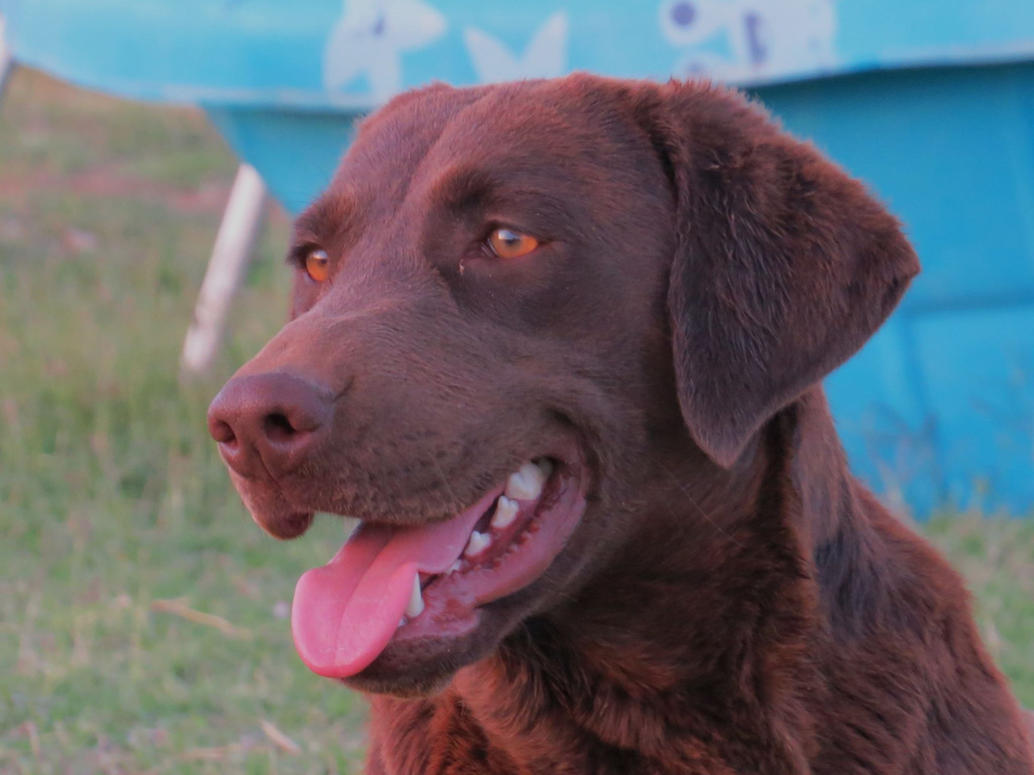 Labrador Puppies|Tucson|Arizona|Desert Winds Labrador Ranch