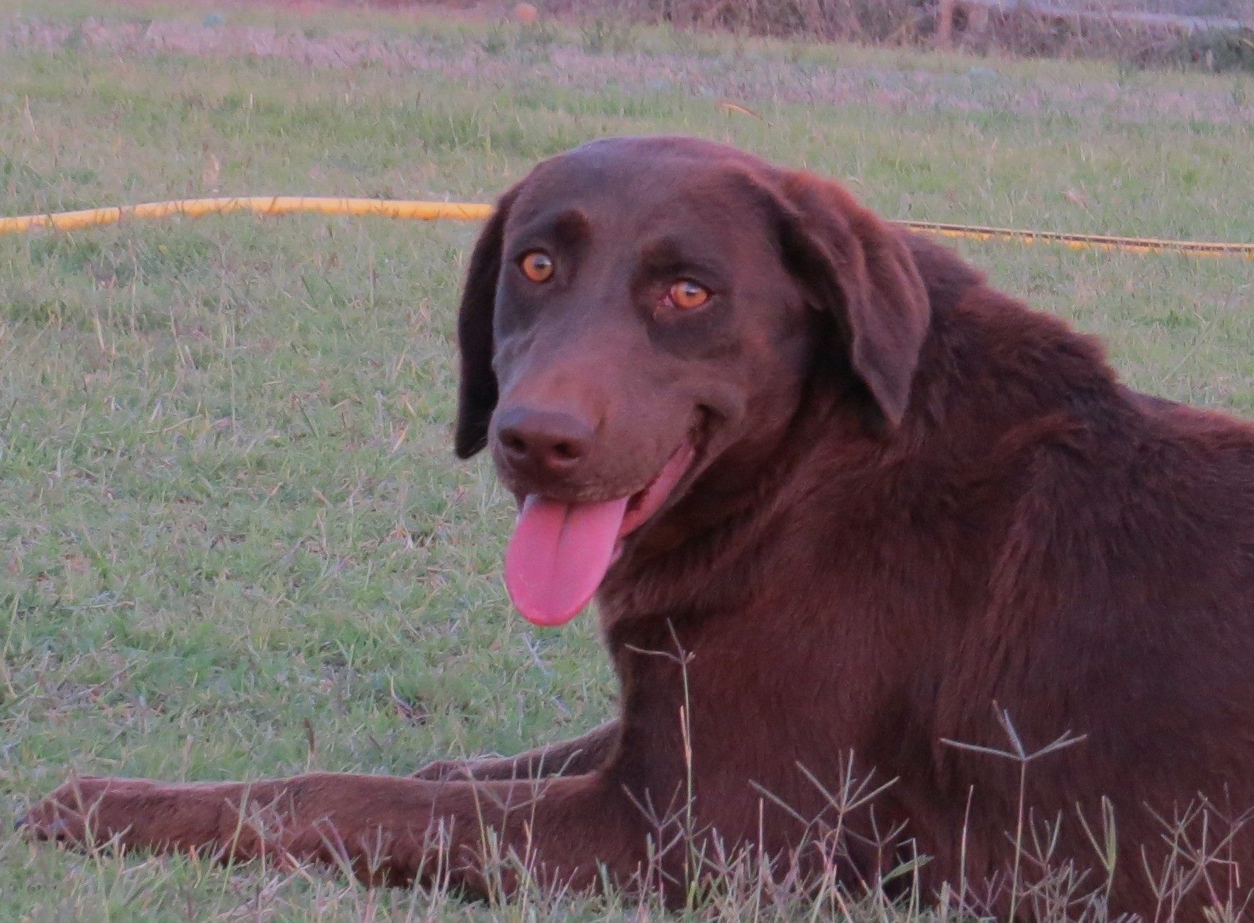 Labrador Puppies|Tucson|Arizona|Desert Winds Labrador Ranch