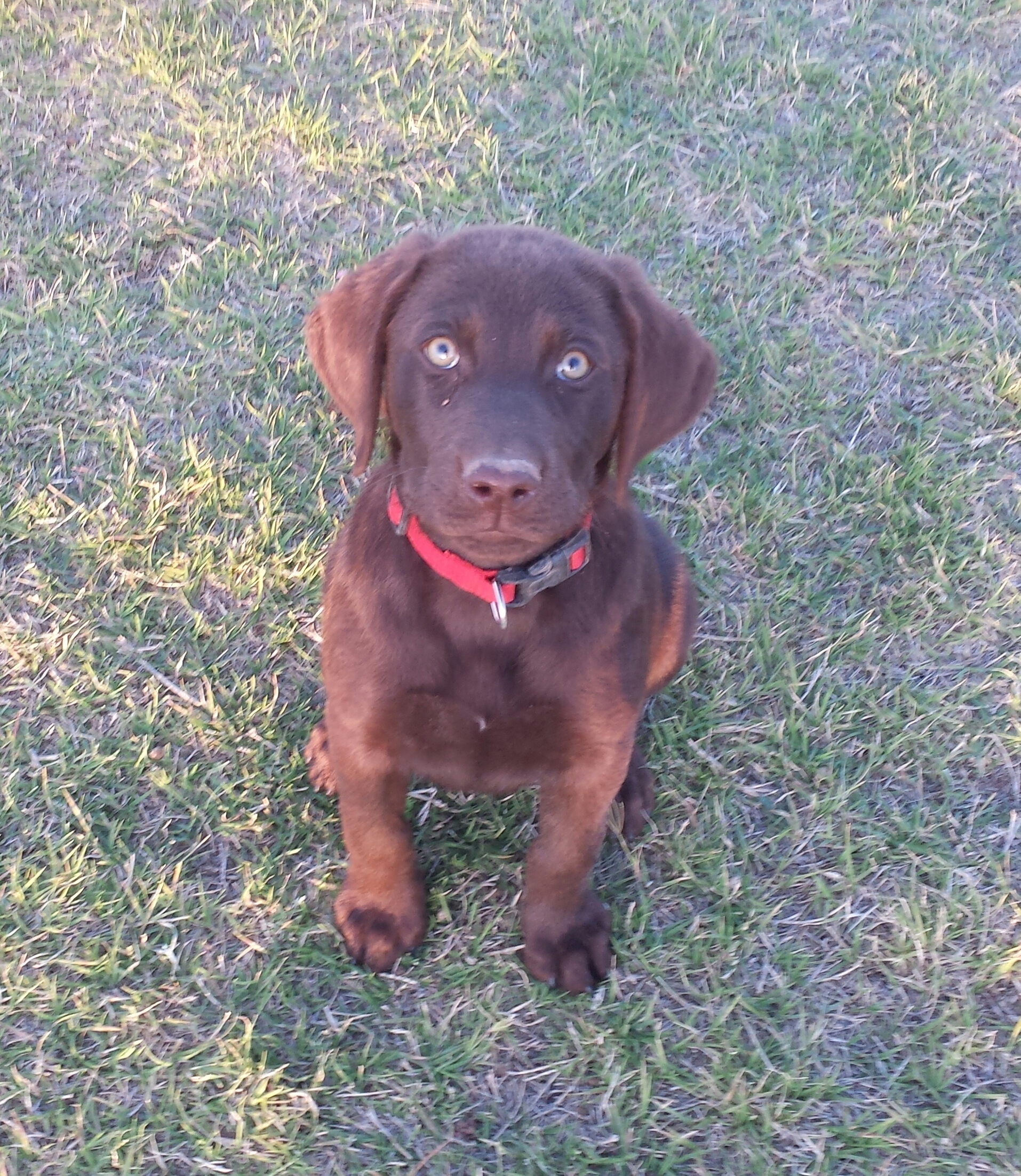 Labrador Puppies|Tucson|Arizona|Desert Winds Labrador Ranch