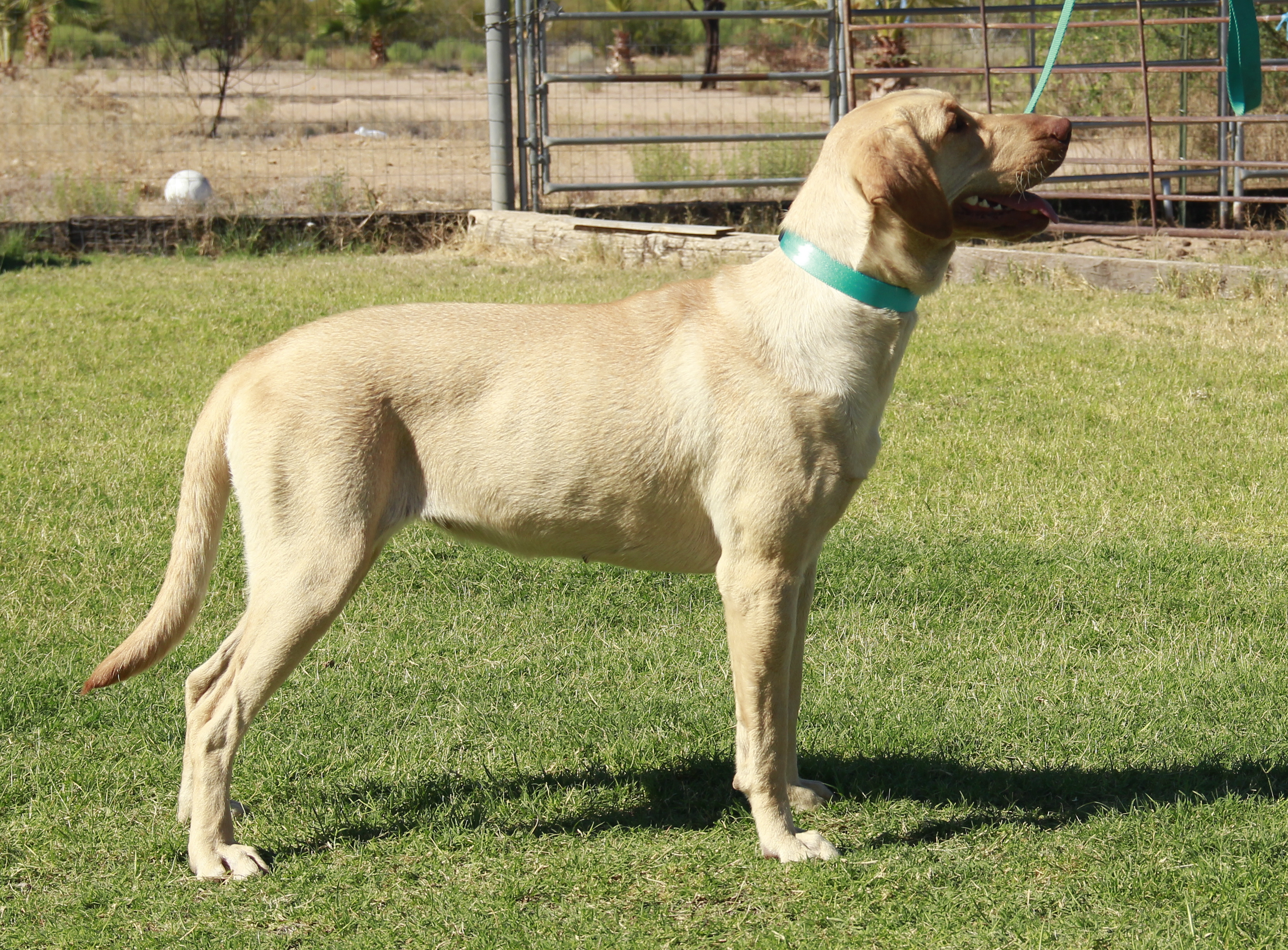 Labrador Puppies|Tucson|Arizona|Desert Winds Labrador Ranch