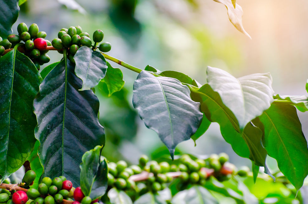 Coffee tree | Treemore