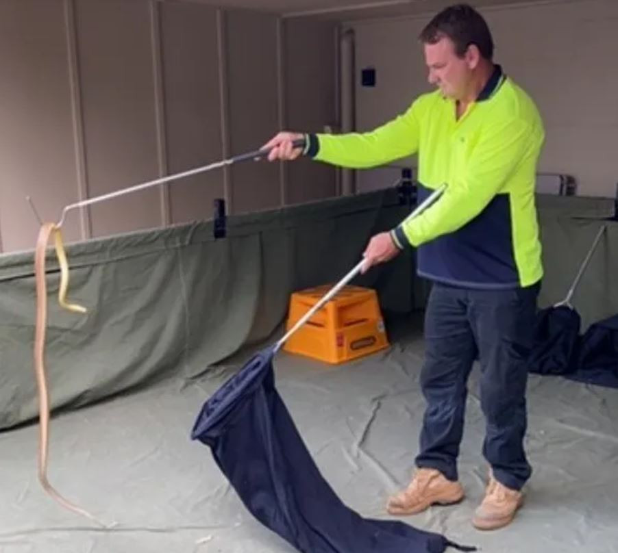 Snake Capture & Removal | James Pest and Termite Solutions | Bray Park