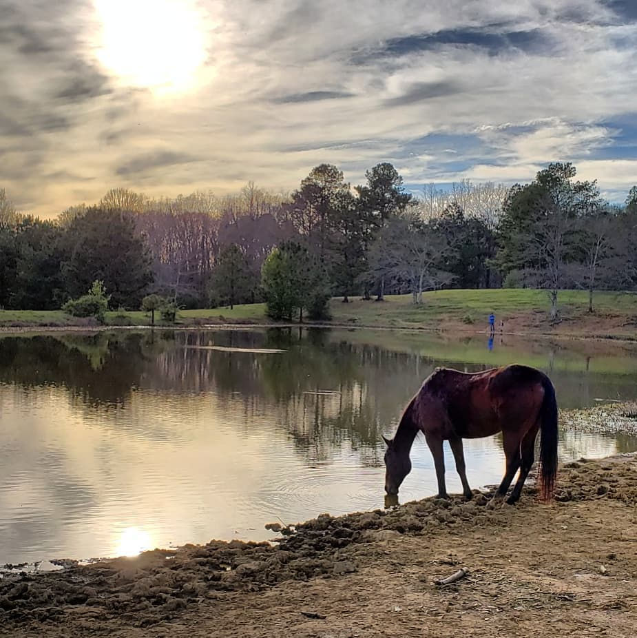 Horse Boarding | Applewood Stables