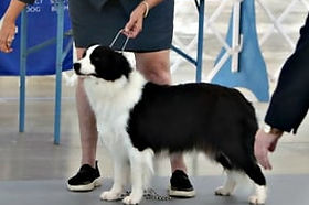 callybrac border collies