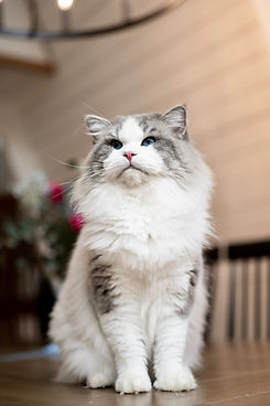 Ragdoll Breeder Oregon | Berryblossom Ragdolls | Our Ragdolls