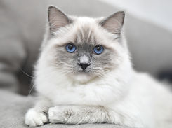 Ragdoll Breeder Oregon | Berryblossom Ragdolls | Our Ragdolls