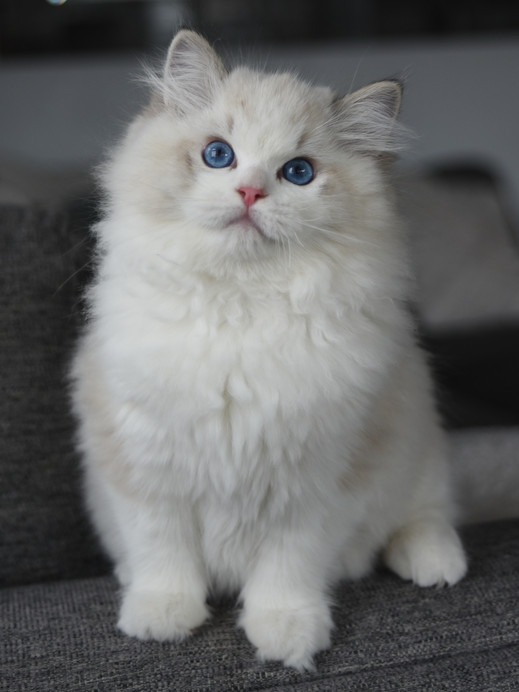 Kitten | Berry Blossom Ragdolls | Salem