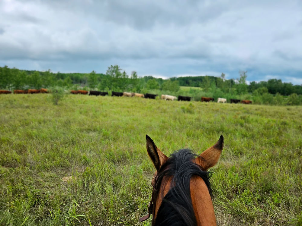 Home - Rocky U Ranch | Ranch raised beef/pork/chicken near Porcupine ...