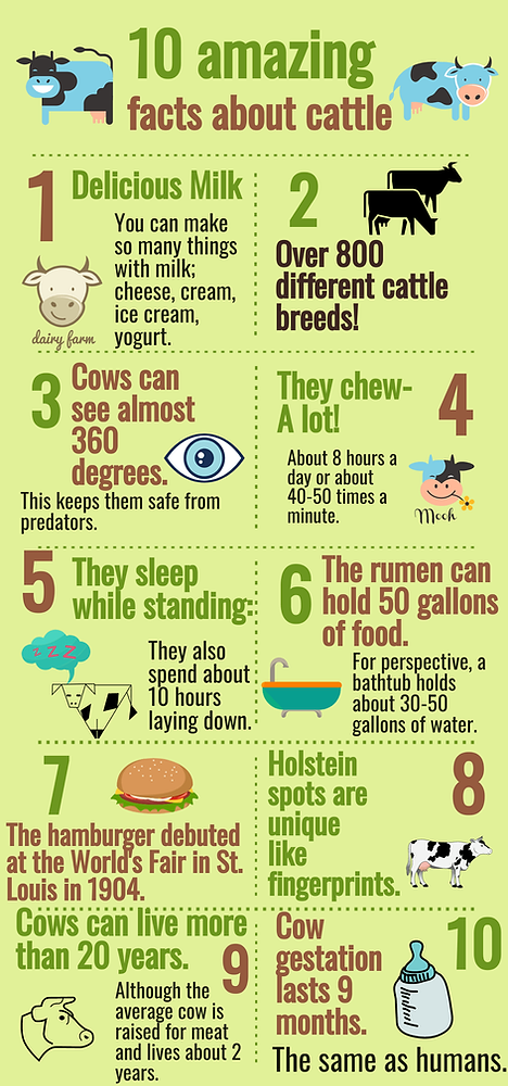 10 Amazing Facts About Cows, Cattle and Calves