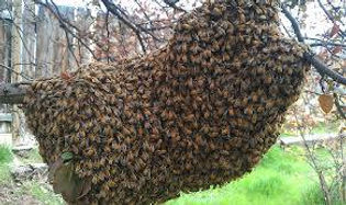 Sleaford District Beekeepers | Beekeepers in Lincolnshie | Sleaford, UK