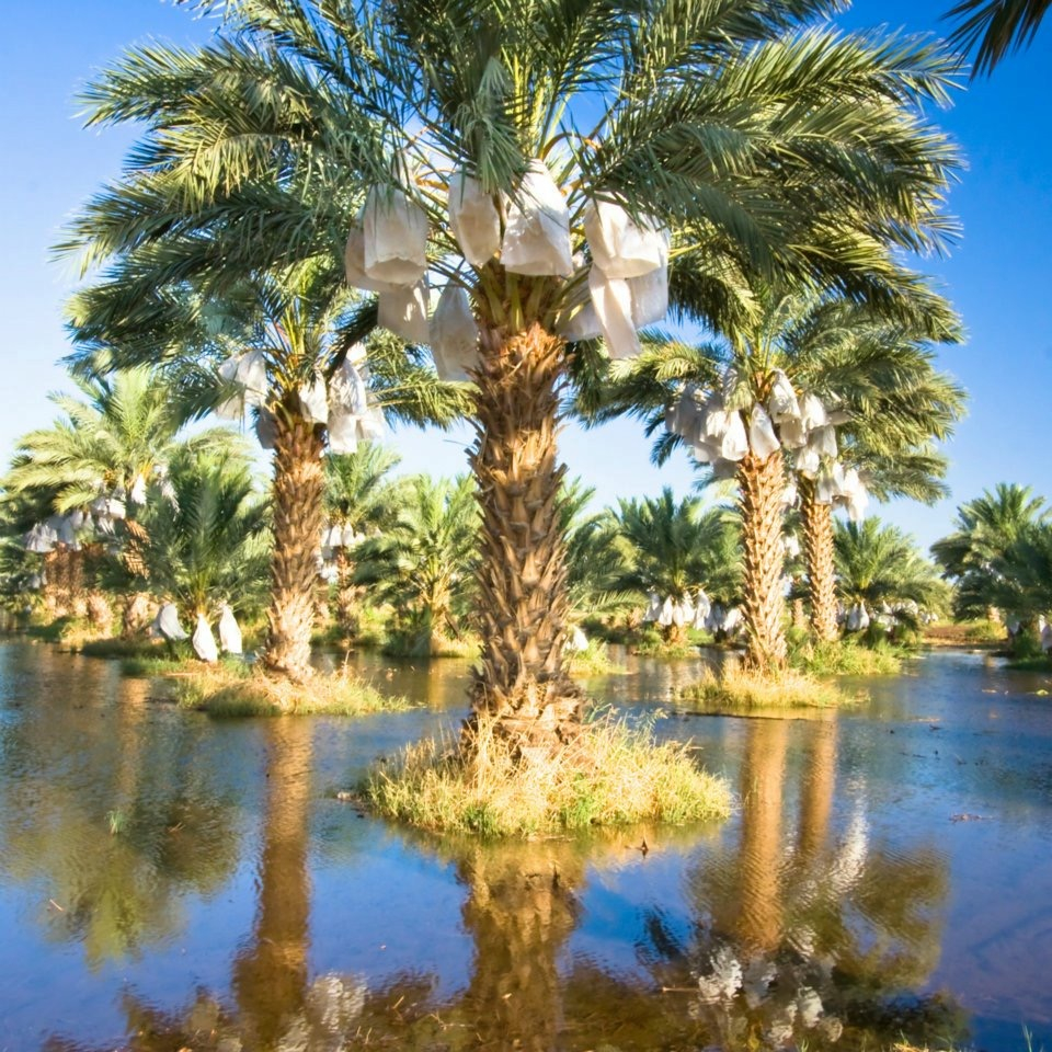Palm Trees | Verdant Tree Farm and Landscape | United States