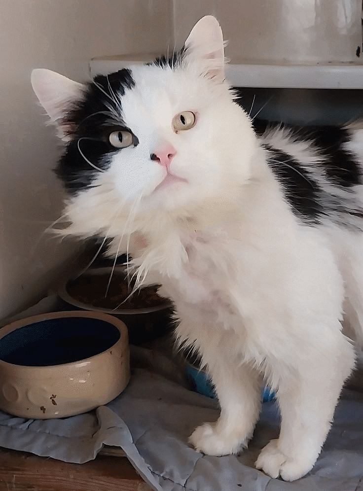 George | wonkypetsrescue