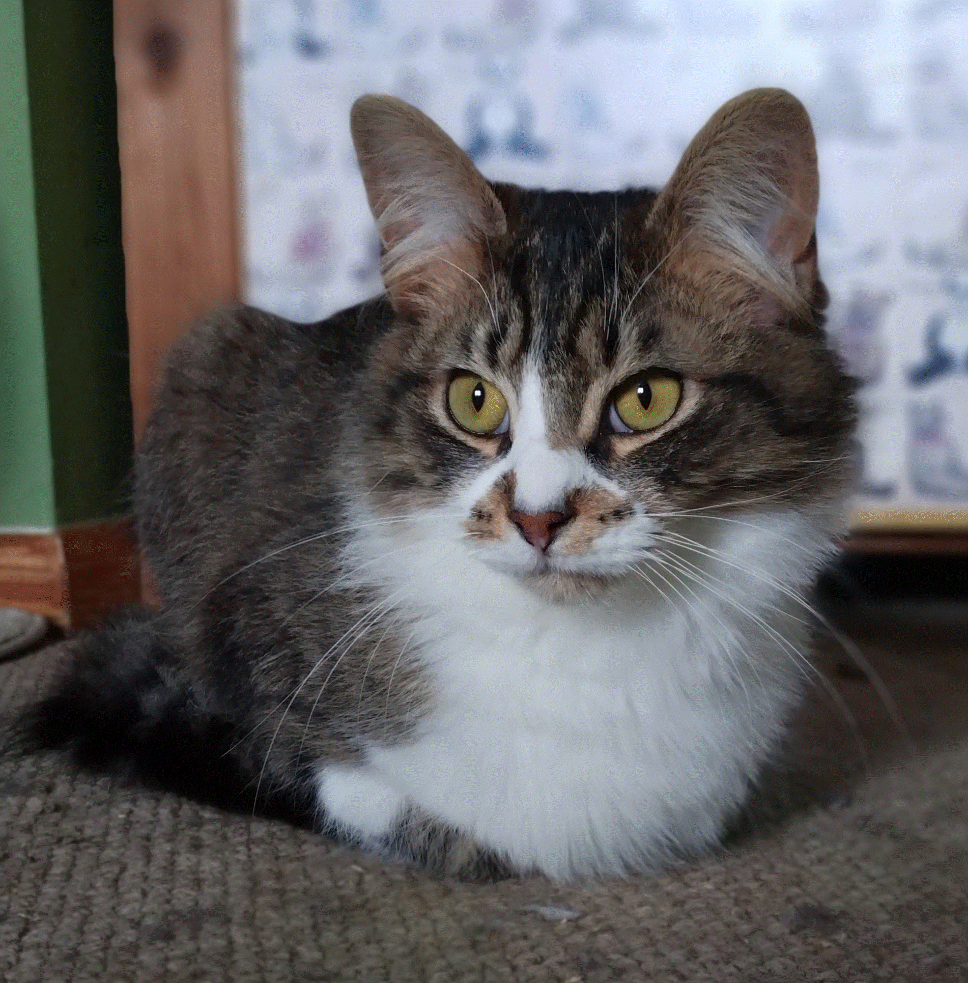 CATS & KITTENS MAIN PAGE | wonkypetsrescue